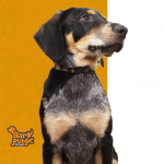 All-Inclusive Dog Care Facility Dog | Bark Public House